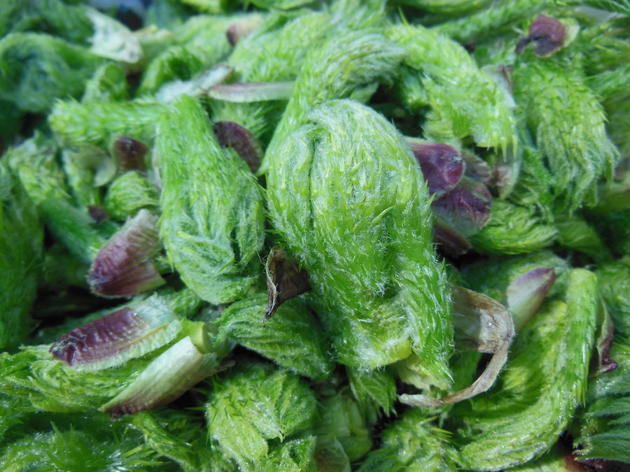 Worth the Pain: Harvesting Devil’s Club Shoots