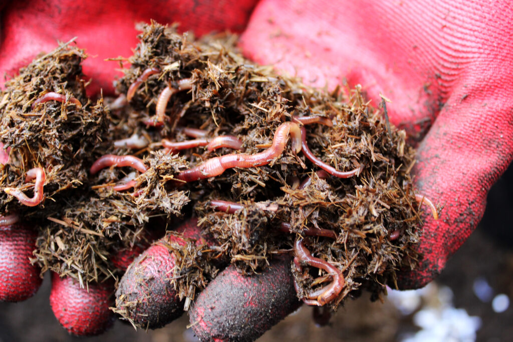 How to Create a Composting Worm Bin in 5 Easy Steps