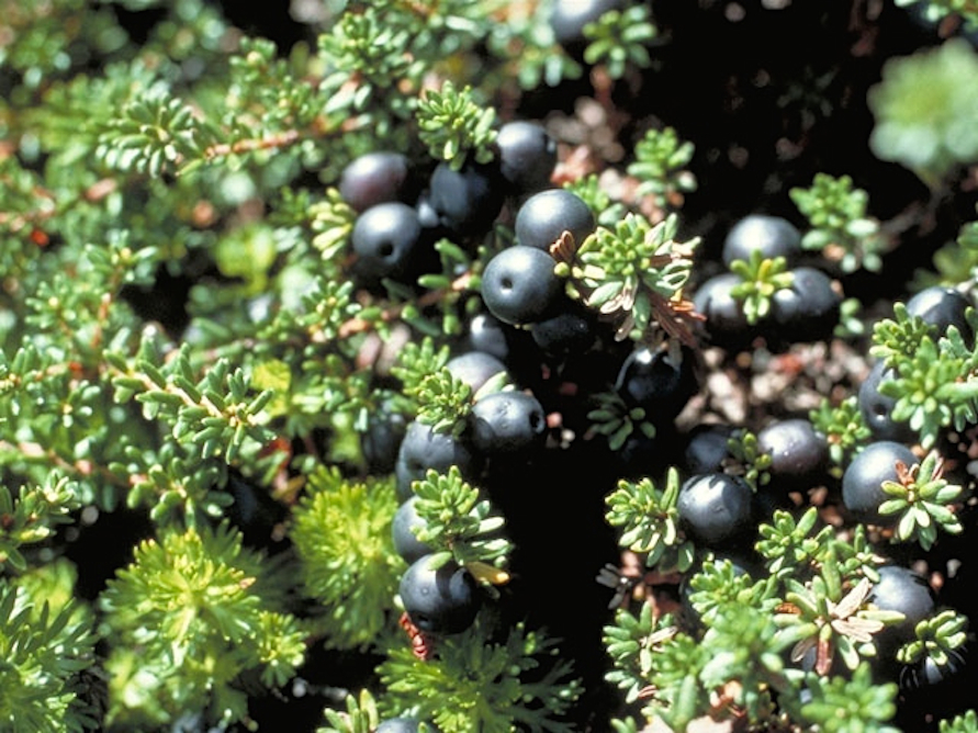 Crowberry Syrup