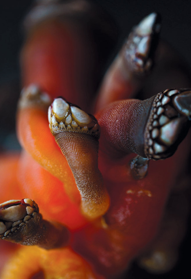 Barnacles for Dinner