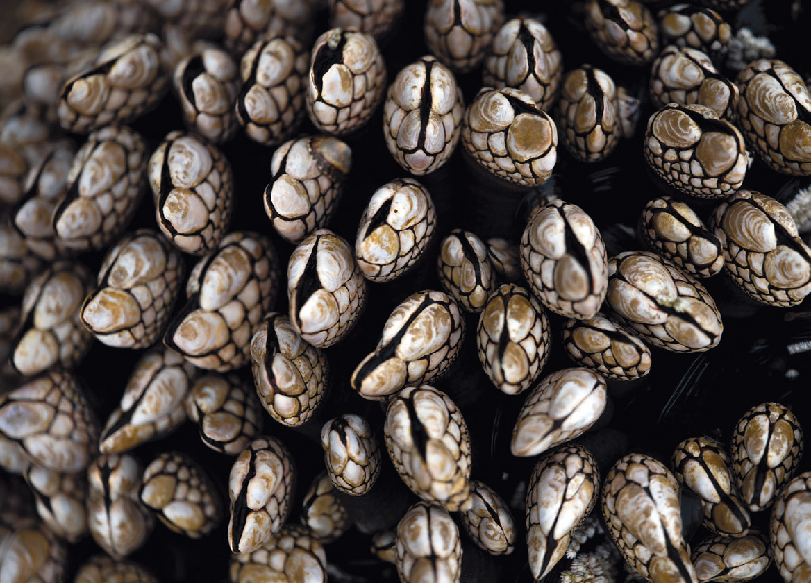 Barnacles for Dinner