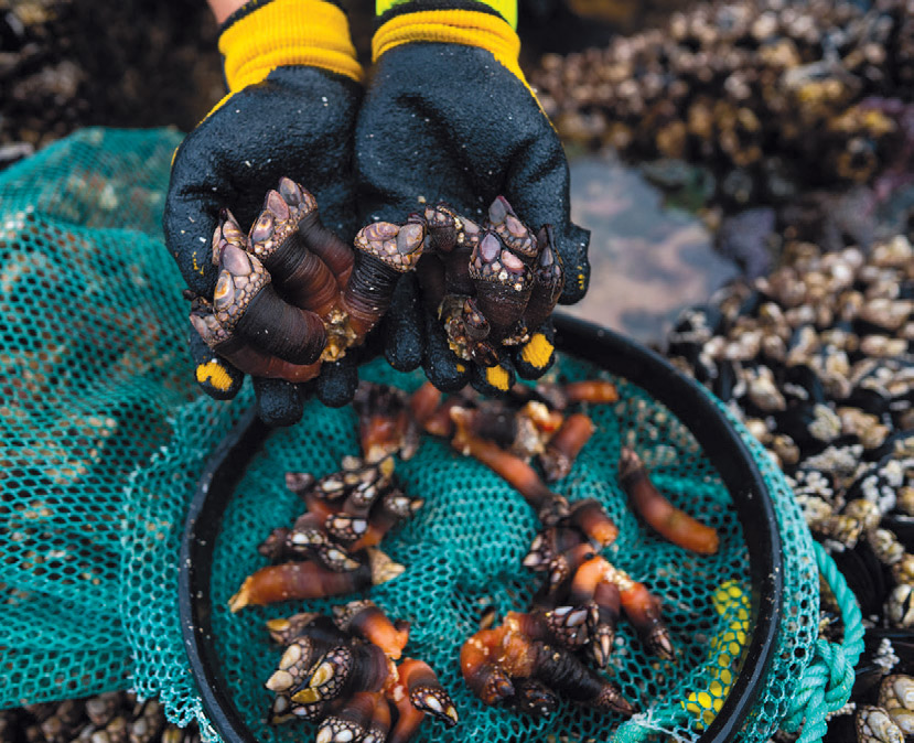 Barnacles for Dinner