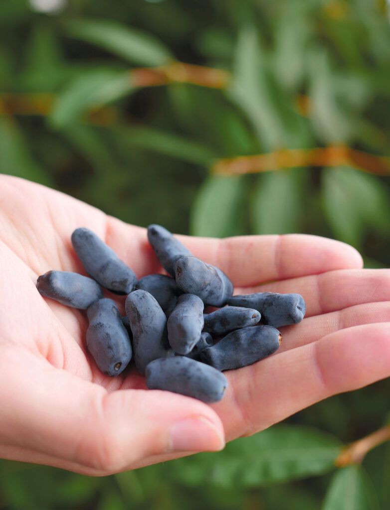 Haskaps or Honeyberryes: Bountiful Berries Flourish in the Last Frontier